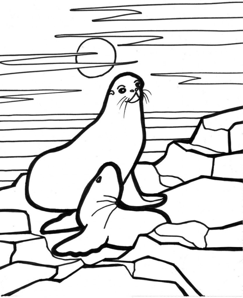 Foca Para Colorear Dibujo Coloring Zeehond Kleurplaat Fargelegge ...